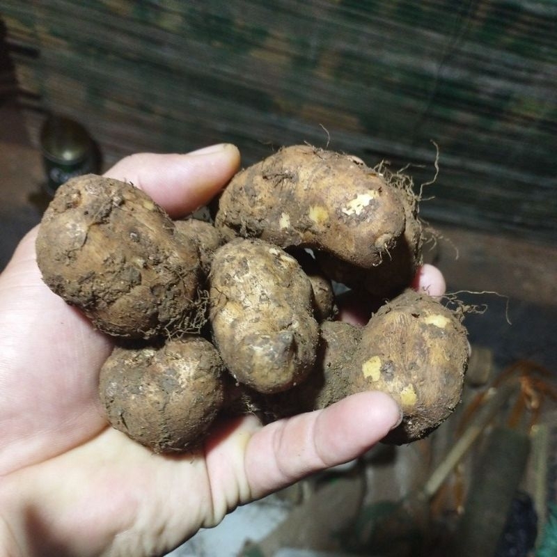 Jual KENTANG HITAM,KENTANG IRENG BULU/JEMBUT KLECI ukuran super besar2 ...