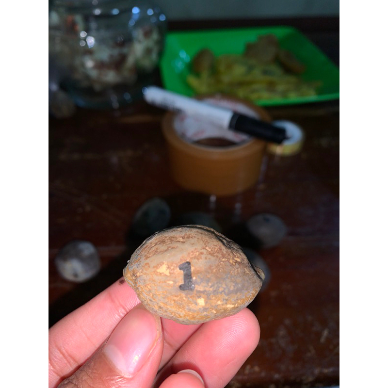 Jual Nyonyo Jawa | Shopee Indonesia