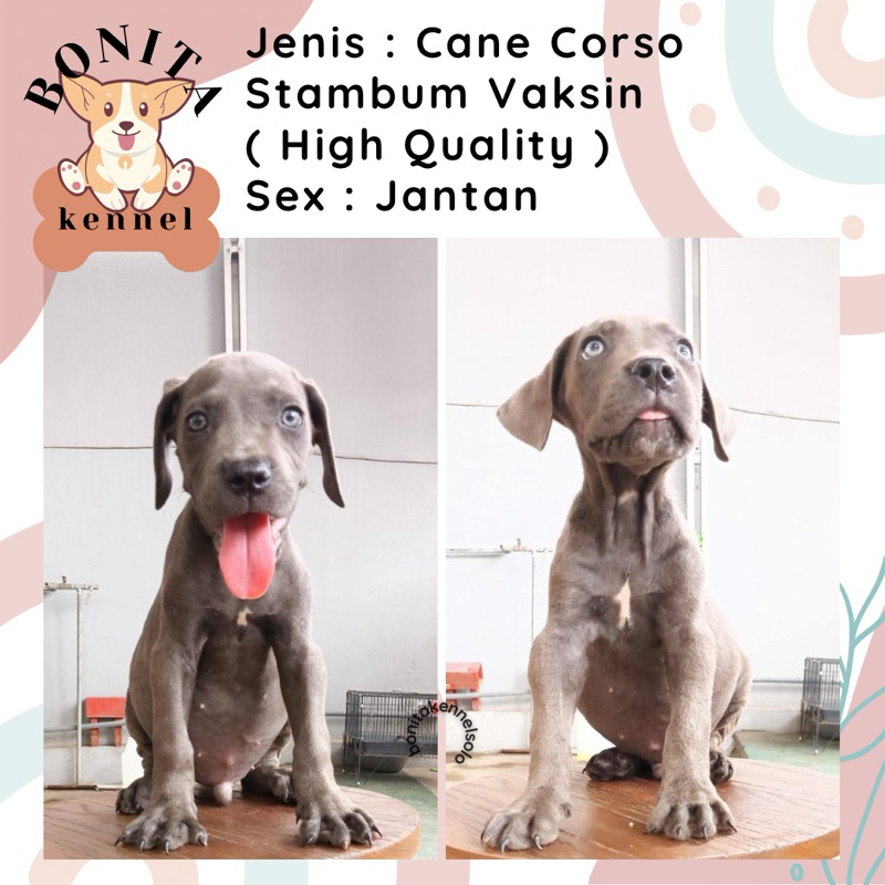 Jual Cane Corso Stambum Anak Anjing Cane Corso Jantan Betina | Shopee ...