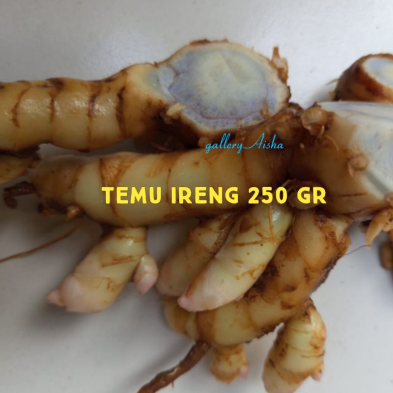 Jual Temu Ireng 250 gram, Temu Ireng atau kunyit hitam segar | Shopee ...