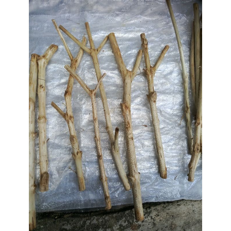 Jual Ranting Kayu Kering per PCS untuk prakarya & kerajinan ll PROPERTY ...