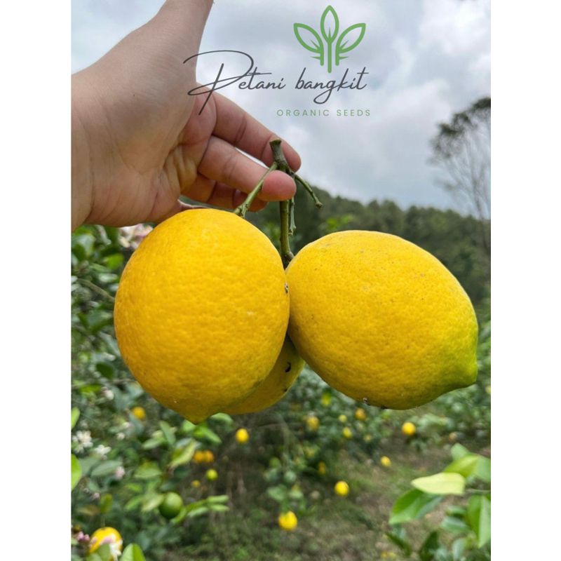 Jual 1kg jeruk lemon california kuning JUMBO 100% fresh | Shopee Indonesia