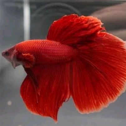 Jual M+ Super Red HM Cupang "Prince Of Evil" *Instant Makassar* TIDAK ...