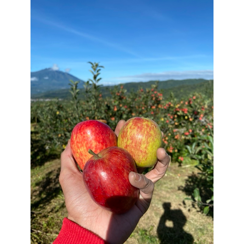 Jual BUAH APEL ANNA MERAH UKURAN BESAR BERAT 1KG | Shopee Indonesia