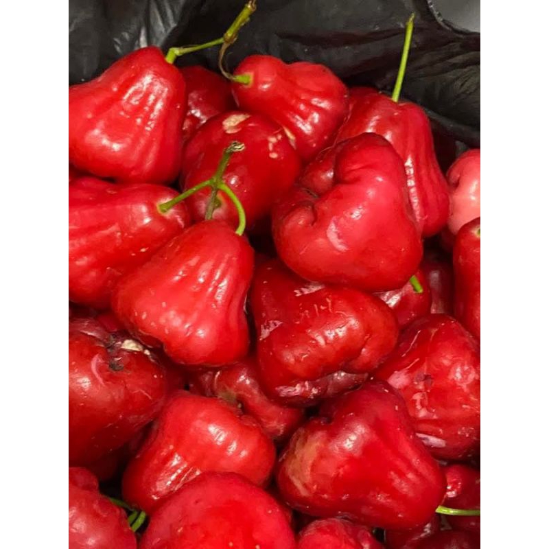 Jual jambu air merah/jambu rujak/bahan rujakan 1 kg | Shopee Indonesia