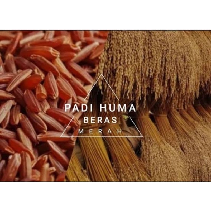 Jual padi Huma padi tanah kering tumbuh di pegunungan paket 1 kg ...