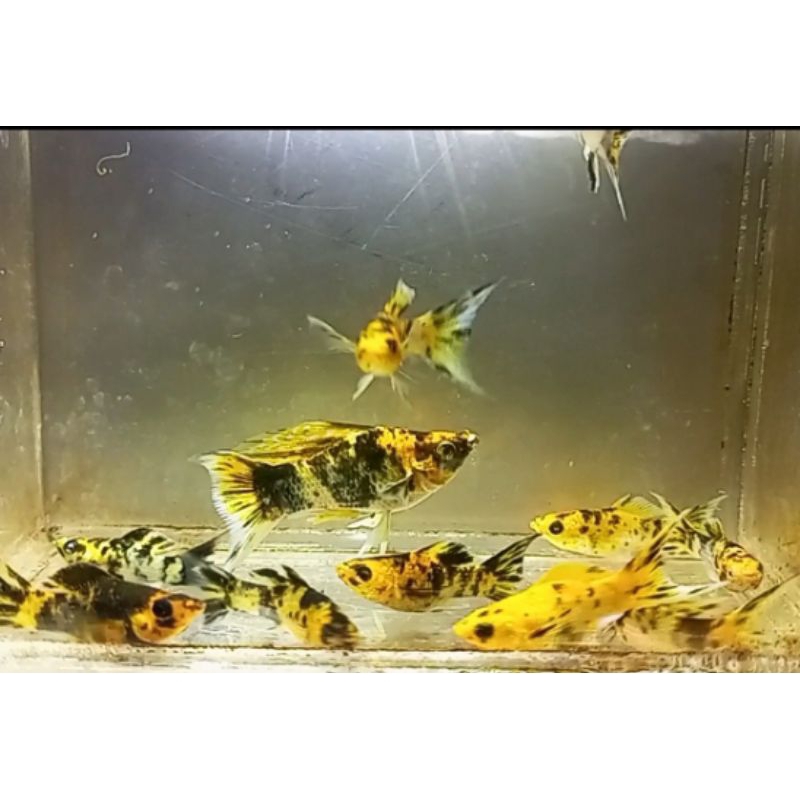 Jual molly leopard lyretail | Shopee Indonesia
