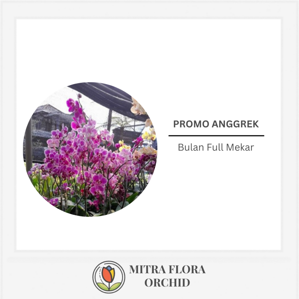 Jual Promo | Anggrek Bulan Full Mekar | Shopee Indonesia