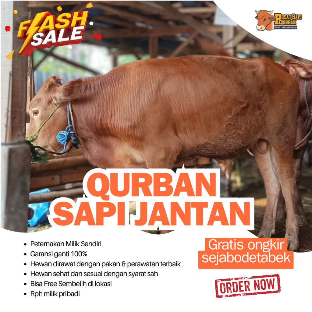 Jual Pusat Hewan Qurban - Sapi Qurban Syirkah Untuk 7 Orang | Shopee ...