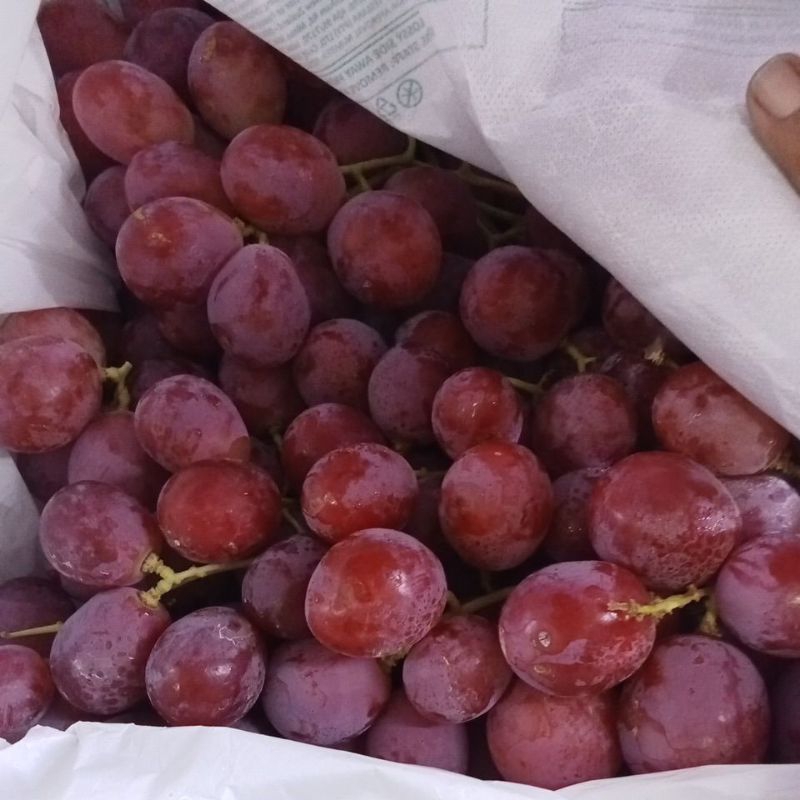 Jual Buah Anggur Merah // anggur merah ausi // anggur merah RRC // Full ...