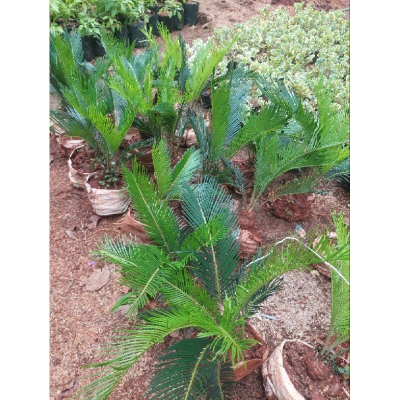 Jual (BISA COD) tanaman hias palem sikas mawar Jambe pohon palem sikas ...