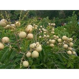 Jual Tanaman Kelengkeng Matalada Berbuah | Shopee Indonesia