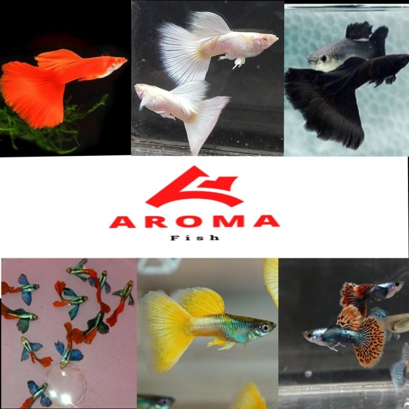 Jual Paket Guppy 6 Pasang | Shopee Indonesia