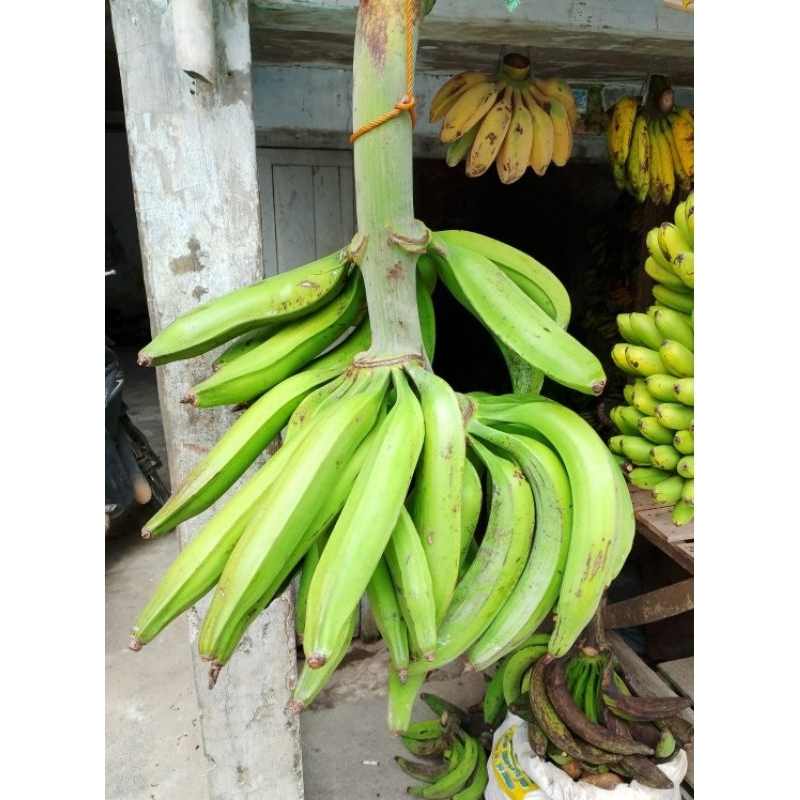 Jual pisang tanduk super jumbo pisang tanduk asli Bogor berat 1kg ...