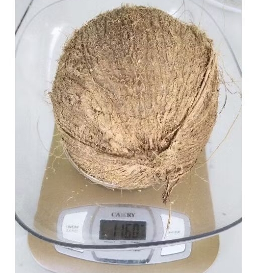 Jual 1 butir Kelapa Tua cocok untuk santan 1000 - 1200 gram/butir ...