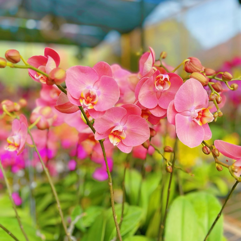 Jual Anggrek Bulan Premium - Phal. Pink Tao Bap | Shopee Indonesia