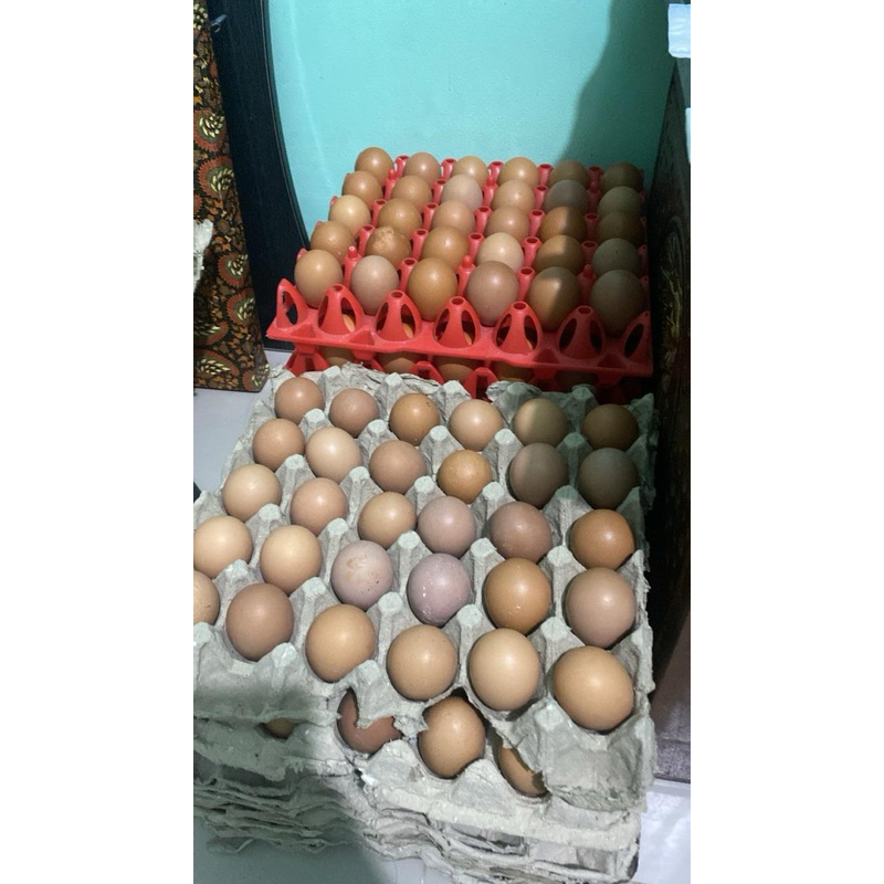 Jual Telur Ayam Negeri 1 Tray isi 30 butir Harga Kandang Kualitas ...