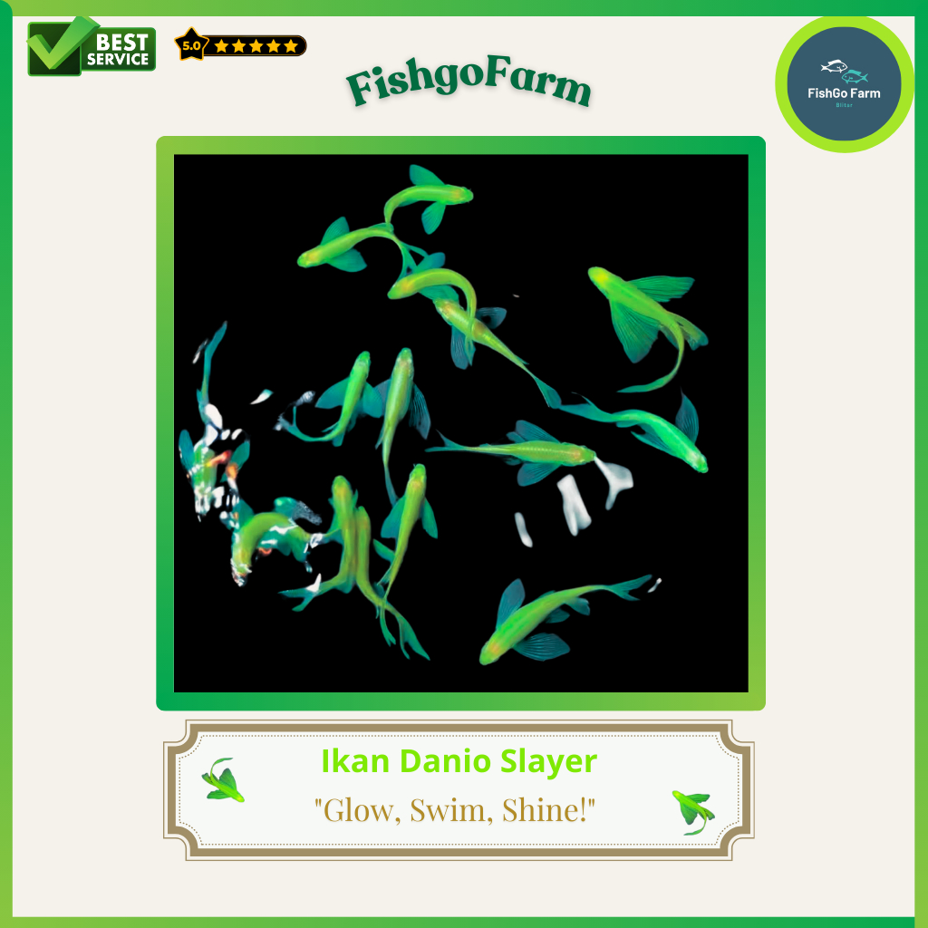 Jual Ikan Hias Danio Slayer Longfin Neon – Warna Cerah & Aktif – Cocok ...