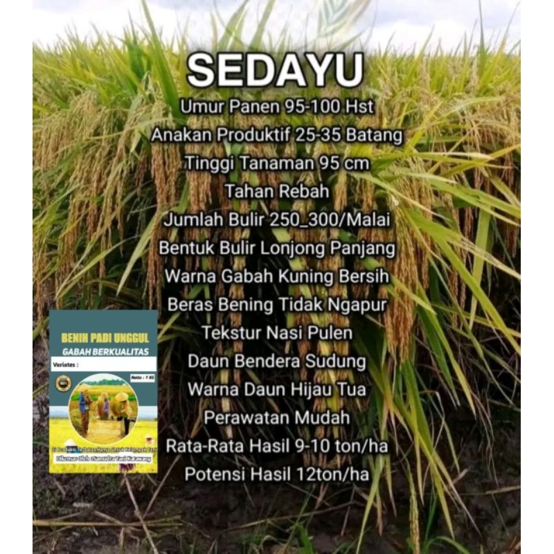 Jual BENIH BIBIT PADI SEDAYU GABAH SUPER UNGGUL BERKUALITAS KEMASAN 1KG | Shopee Indonesia