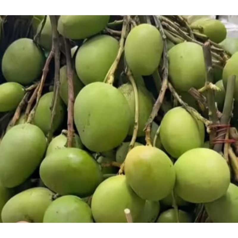 Jual mangga muda keong,telur 1kg,kriuk viral cocok buat rujak | Shopee ...