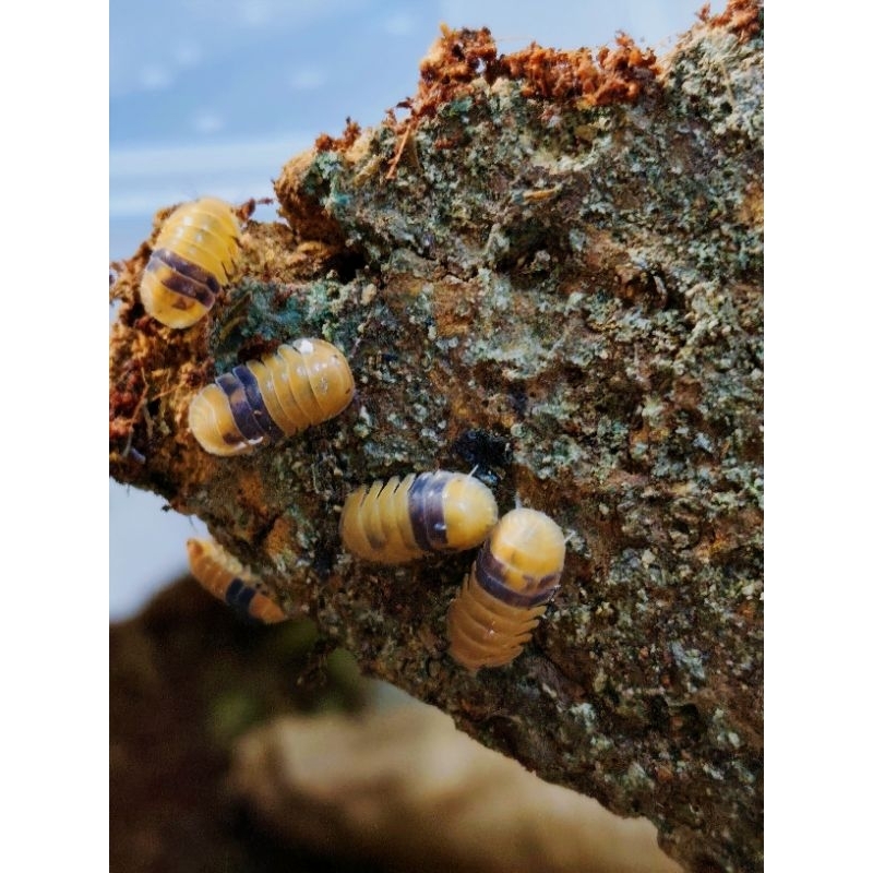 Jual mainan isopod cubaris sp. amber ducky | Shopee Indonesia