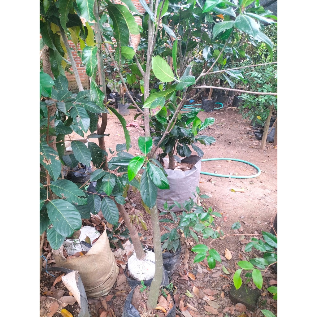Jual Bibit Nangka Batang Besar Indukan Semua Jenis - Packing Kayu full ...