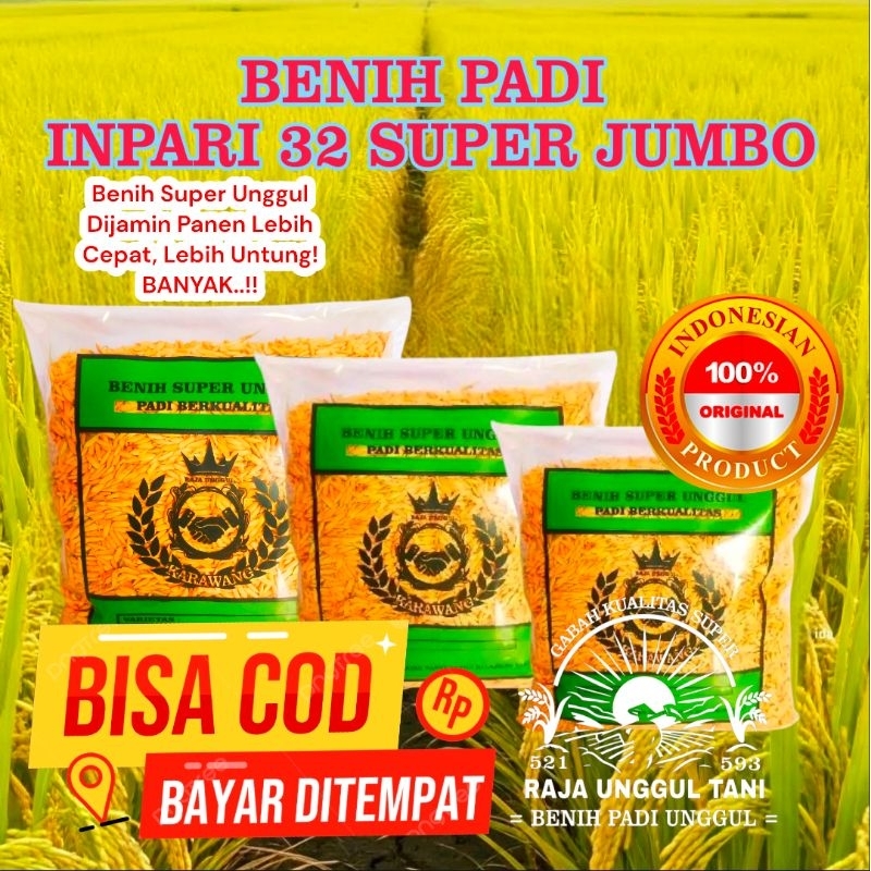 Jual 1Kg BENIH BIBIT PADI INPARI 32 SUPER JUMBO KUALITAS SUPER UNGGUL GENJAH BERBOBOT HASIL 9-12 ...