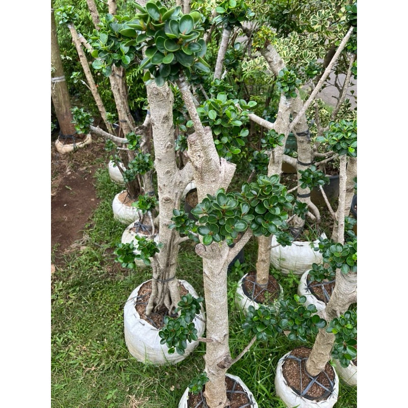 Jual Bonsai Dolar Micro Taman Besar isi 2 Free Packing Kayu | Shopee ...