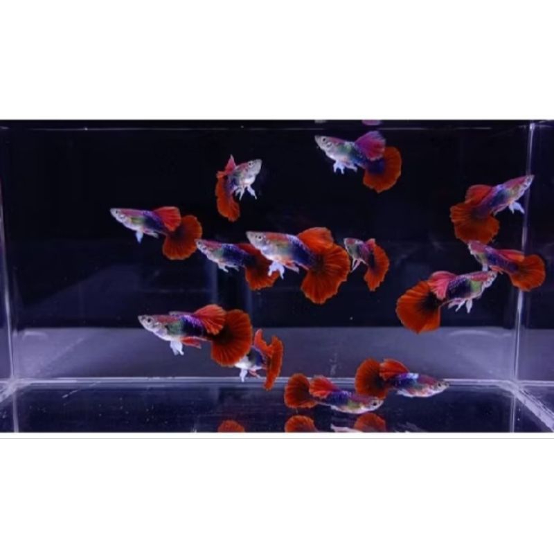 Jual guppy hb red rosetail | Shopee Indonesia