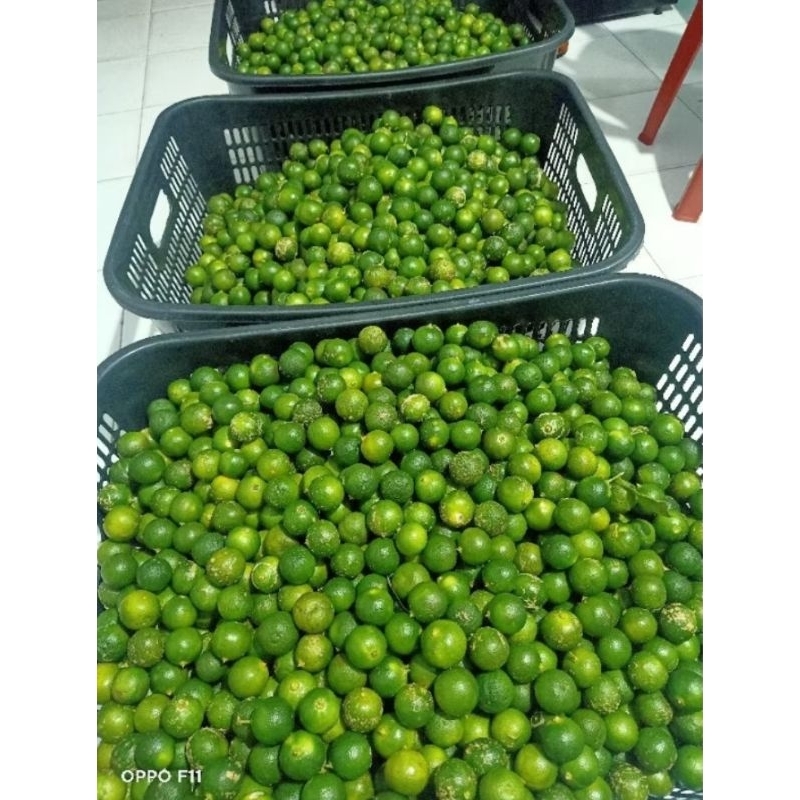 Jual Jeruk sonkit / kasturi/ kalamansi / jeruk cui segar | Shopee Indonesia