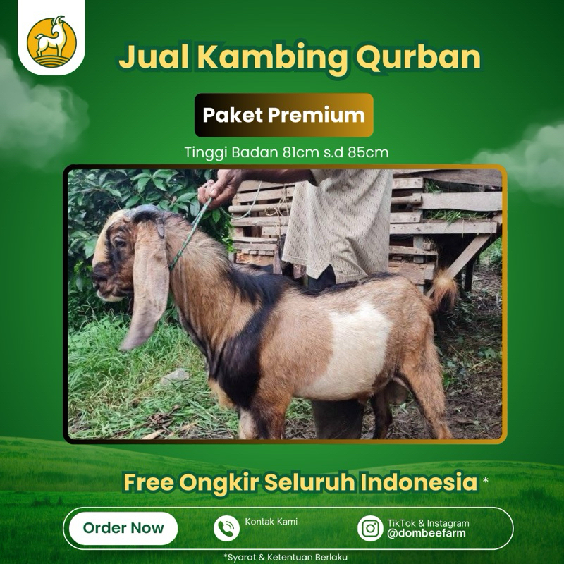 Jual Jual Kambing Qurban (Paket Kirim Ternak) | Shopee Indonesia