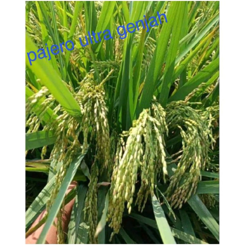 Jual padi pajero ultra genjah (1kg) | Shopee Indonesia