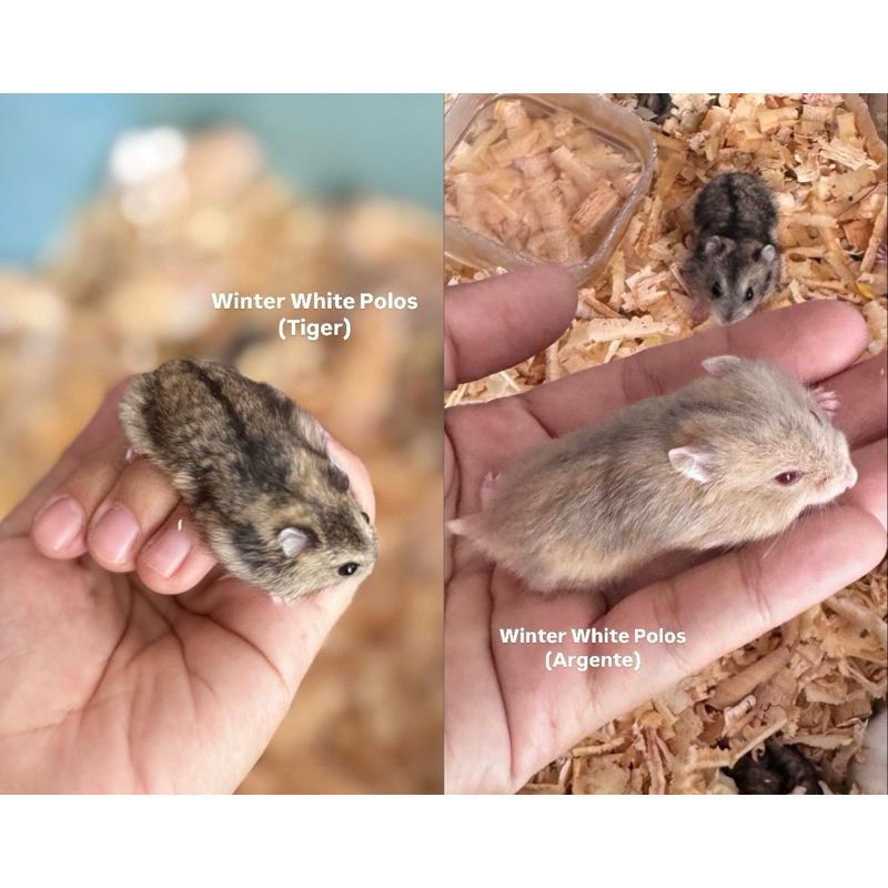 Jual Hamster Winter White Safir, Blue Argente, Tiger Jinak | Shopee ...