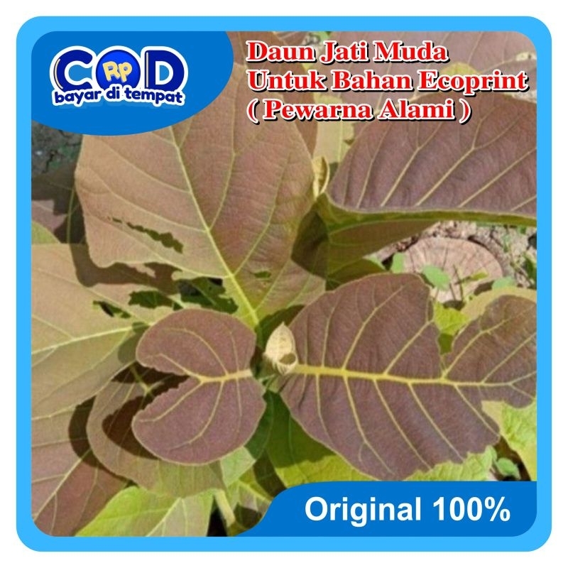 Jual [C O D] Daun Jati Muda 500 Gram Untuk Bahan Kerajinan Pewarna ...