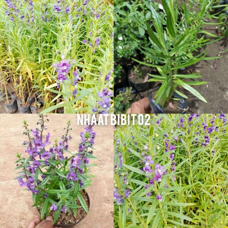 Jual (BELI 5 GRATIS 1)bibit bunga lavender siap tanam | Shopee Indonesia