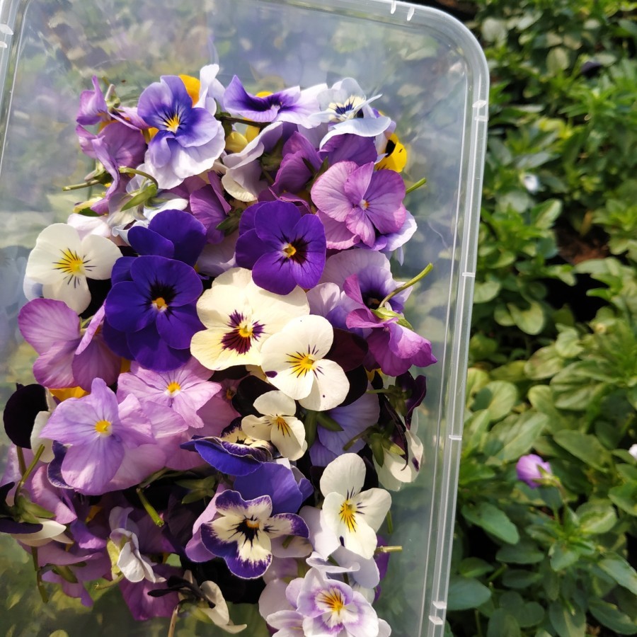 Jual VIOLA EDIBLE FLOWER ISI 20 PCS / Edible Flower | Shopee Indonesia