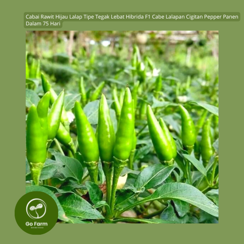 Jual Benih Bibit Cabai Rawit Hijau Lalap Tipe Tegak Lebat Hibrida F1 ...