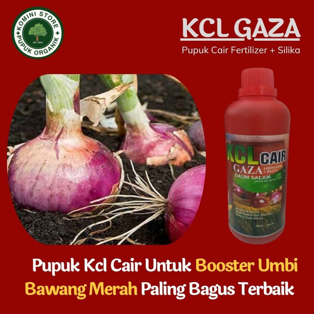 Jual pupuk pelebat penyubur bawang merah besar paling manjur - KCL GAZA 500ML - Meningkatkan ...
