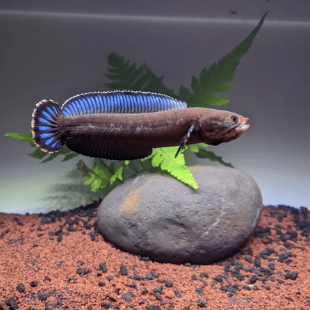 Jual Jual Channa andrao/Dwarf Neon Snakehead -+5cm (Ikan hias predator ...