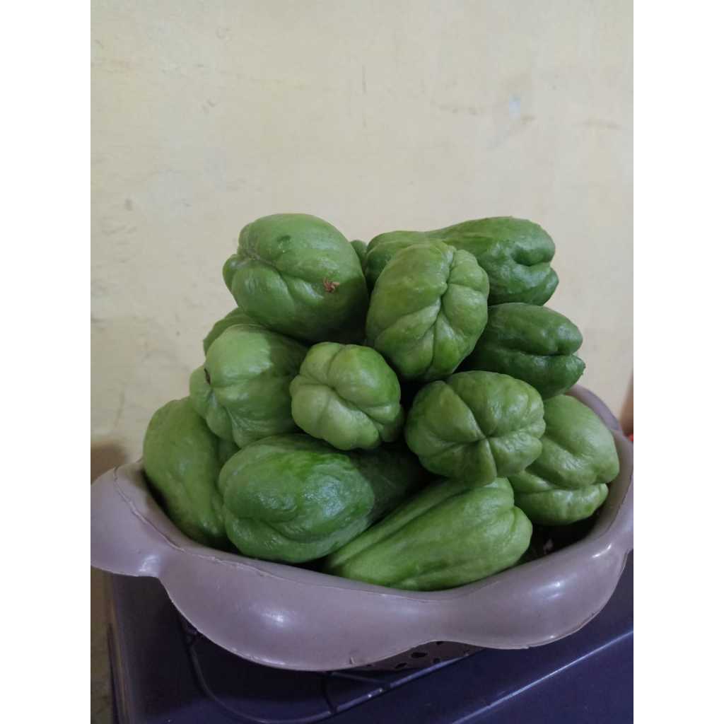 Jual Labu Siam Baby Organik Cocok MPASI Hasil Panen Sendiri Termurah ...