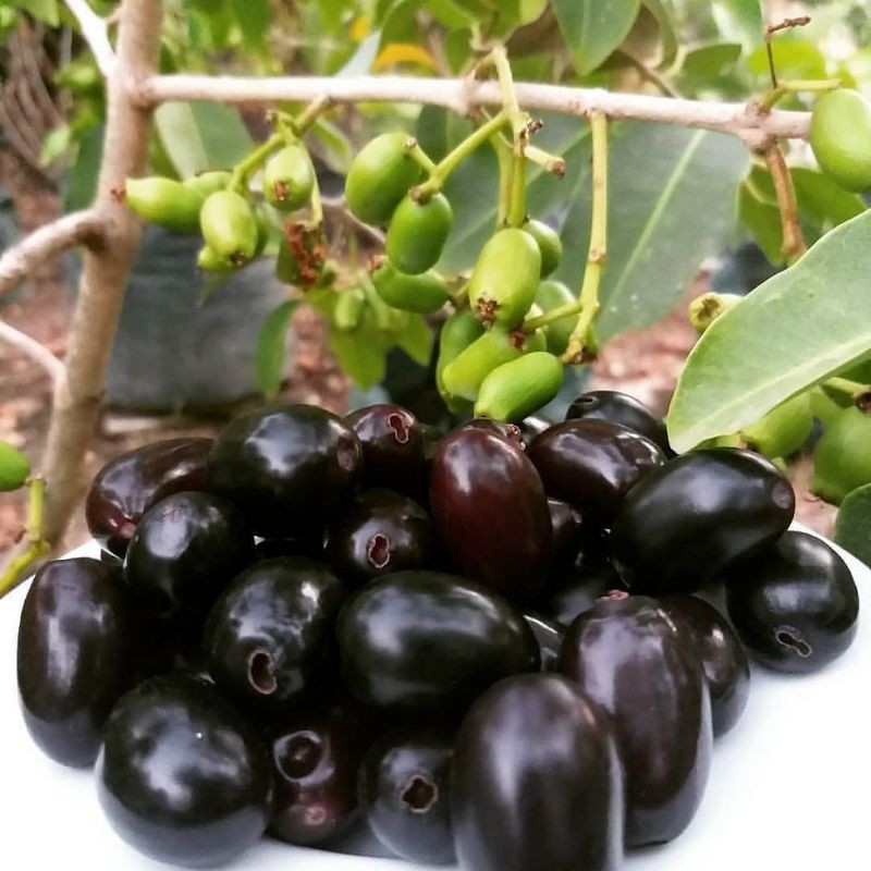 Jual Bibit Tanaman Buah Juwet-Jamblang-Duwet Hitam Buah Langka Okulasi ...