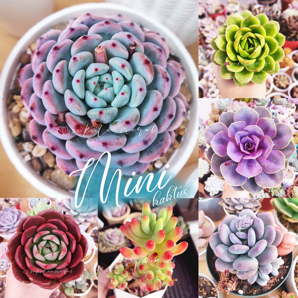 Jual Sukulen Sekulen PILIH Kaktus MERAH mini echeveria succulent cactus ...