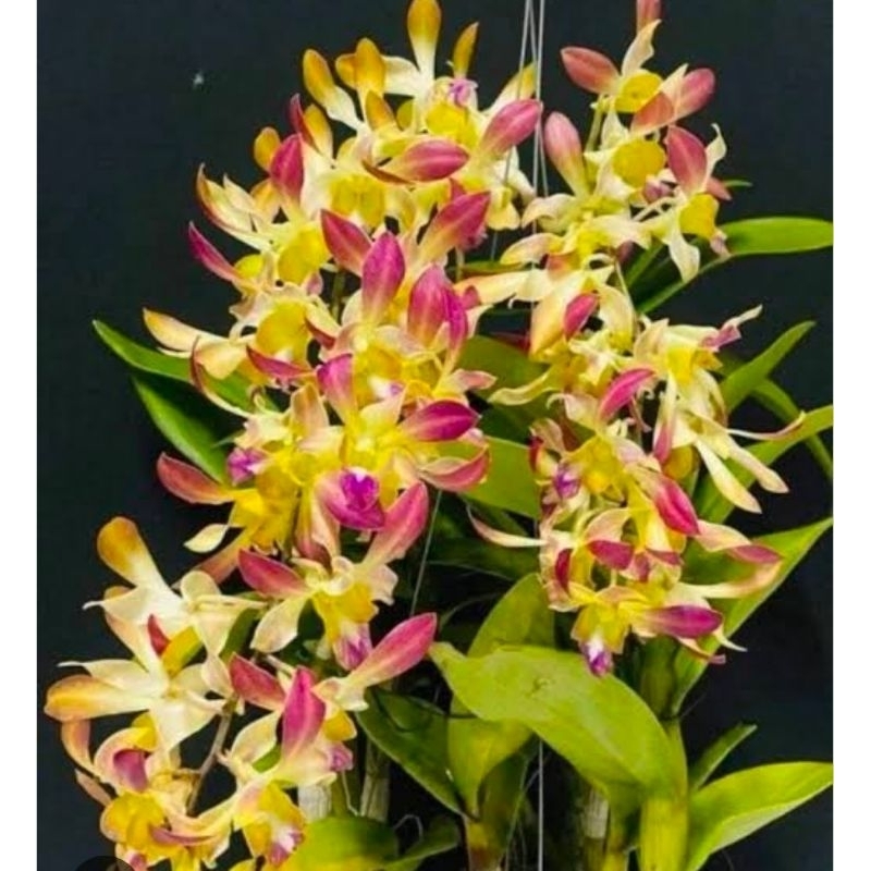 Jual Anggrek Dendrobium Rabbit Hawaii / Caesar Java Candy | Shopee ...