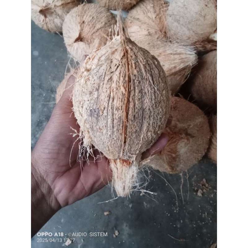 Jual kelapa tua.ukuran sedang.santan kental.harga 1 butir.murah meriah ...