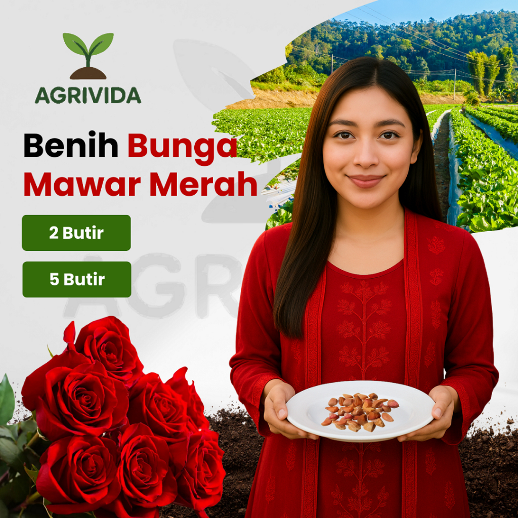 Jual Benih Bunga Mawar Merah 2/5 butir Benih tanaman hias cepat tumbuh ...