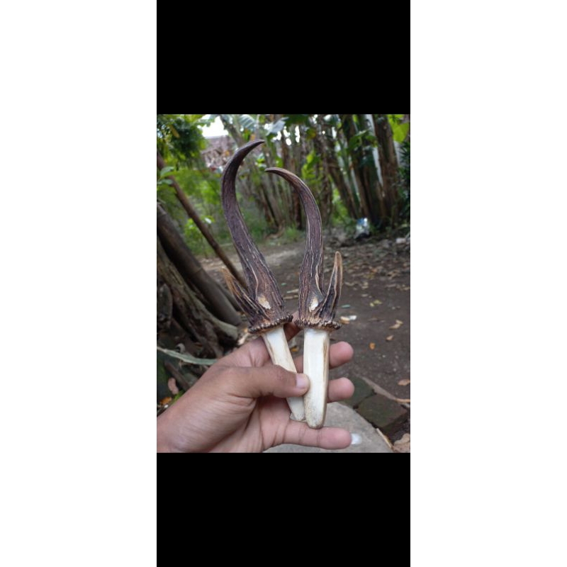 Jual once tanduk kidang asli original | Shopee Indonesia