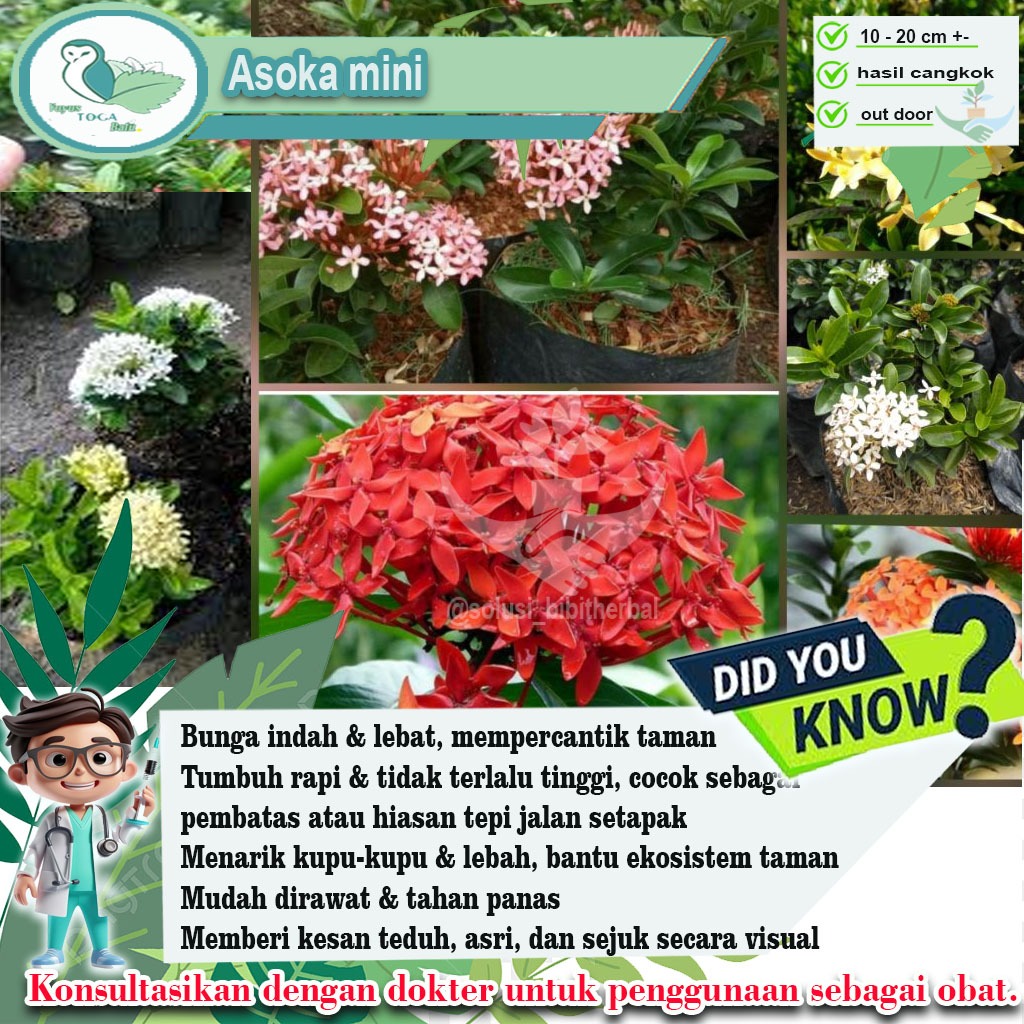 Jual Asoka Mini – Bunga Kecil dengan Keindahan yang Memikat | Shopee ...