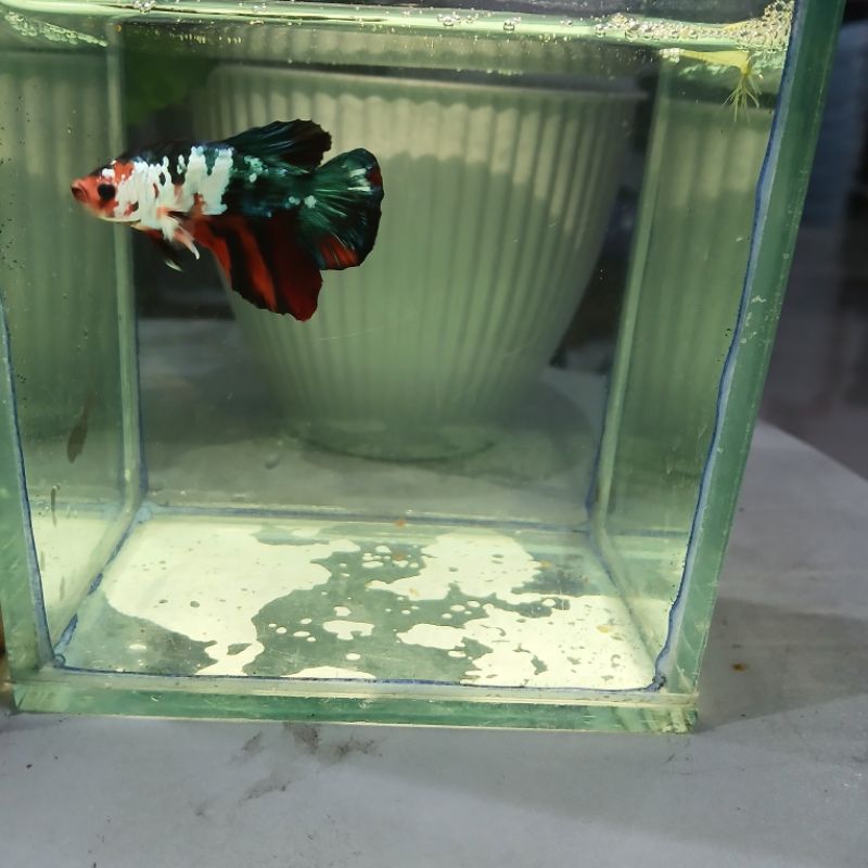 Jual (861) Hiasan Akuarium HMPK Fancy Nemo / Foto Asli ( Cupang ...