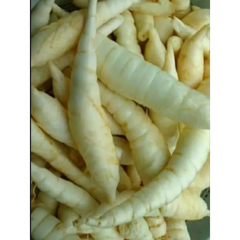 Jual Umbi garut organik obat asam lambung (1kg) | Shopee Indonesia