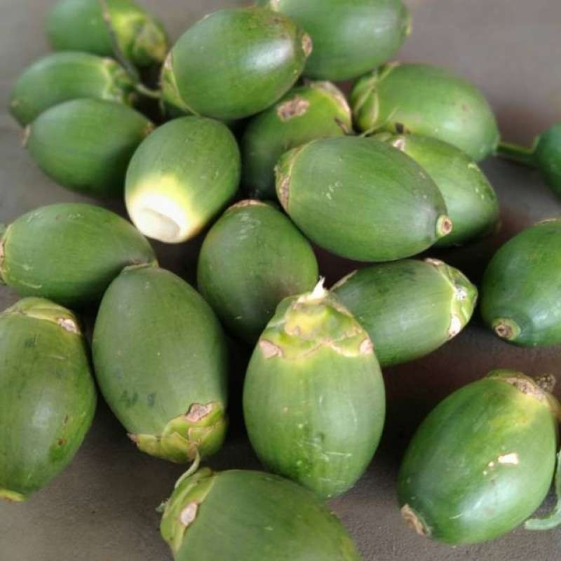 Jual buah pinang muda segar/ 500 grm | Shopee Indonesia